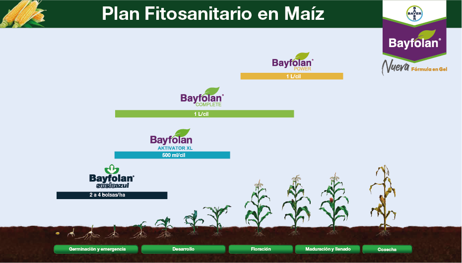 Cultivo de Maíz en Perú | Agro Bayer Perú